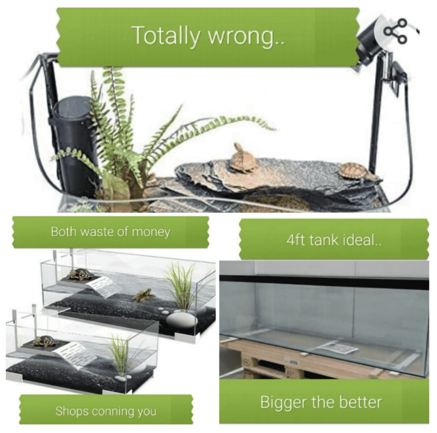 Your first turtle – Turtle Paradise